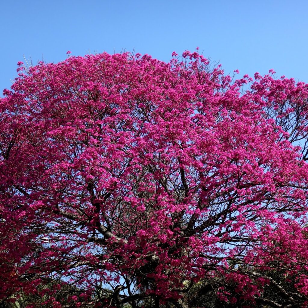 Sementes de Ipê Roxo / Rosa - Handroanthus heptaphyllus