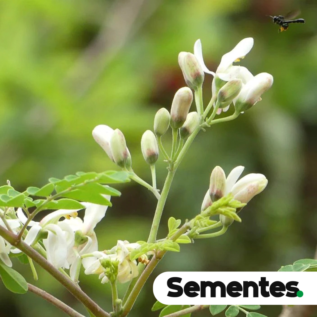 Sementes de Moringa - Moringa oleifera - Sementes Nativas