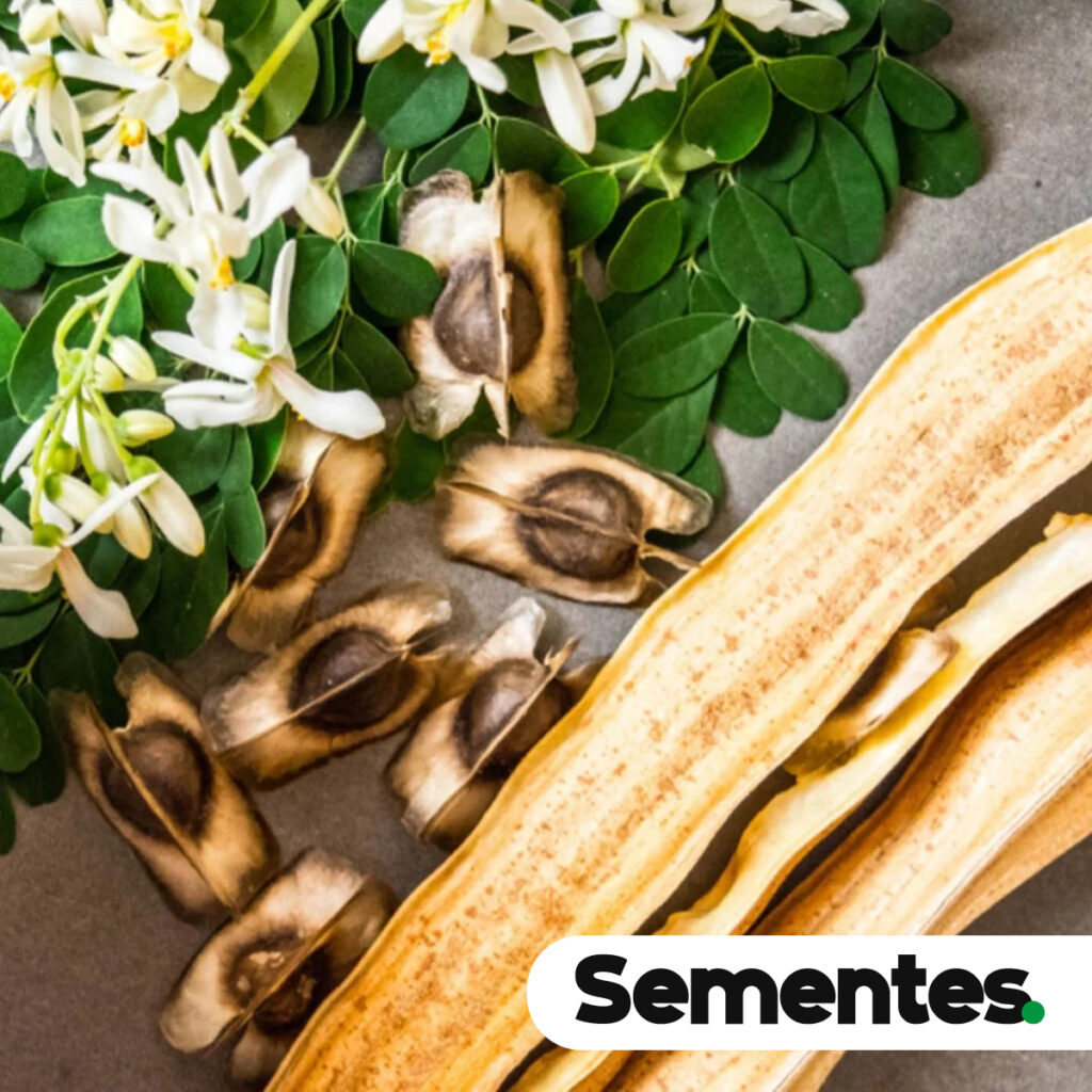 Sementes de Moringa - Moringa oleifera - Sementes Nativas