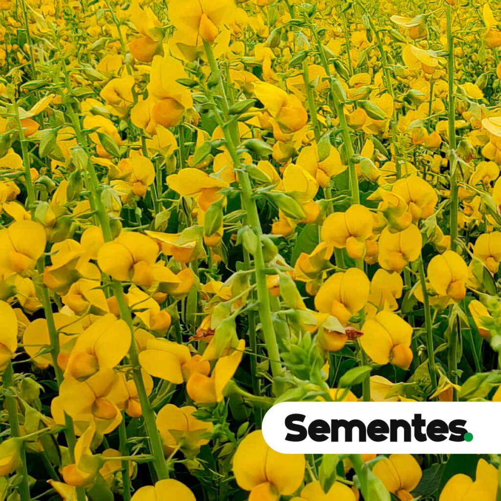 Sementes de Crotalária-ochroleuca - Crotalária ochroleuca - Sementes ...