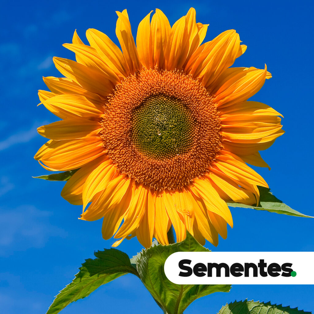 Sementes de Girassol - Helianthus annuus - Sementes Nativas