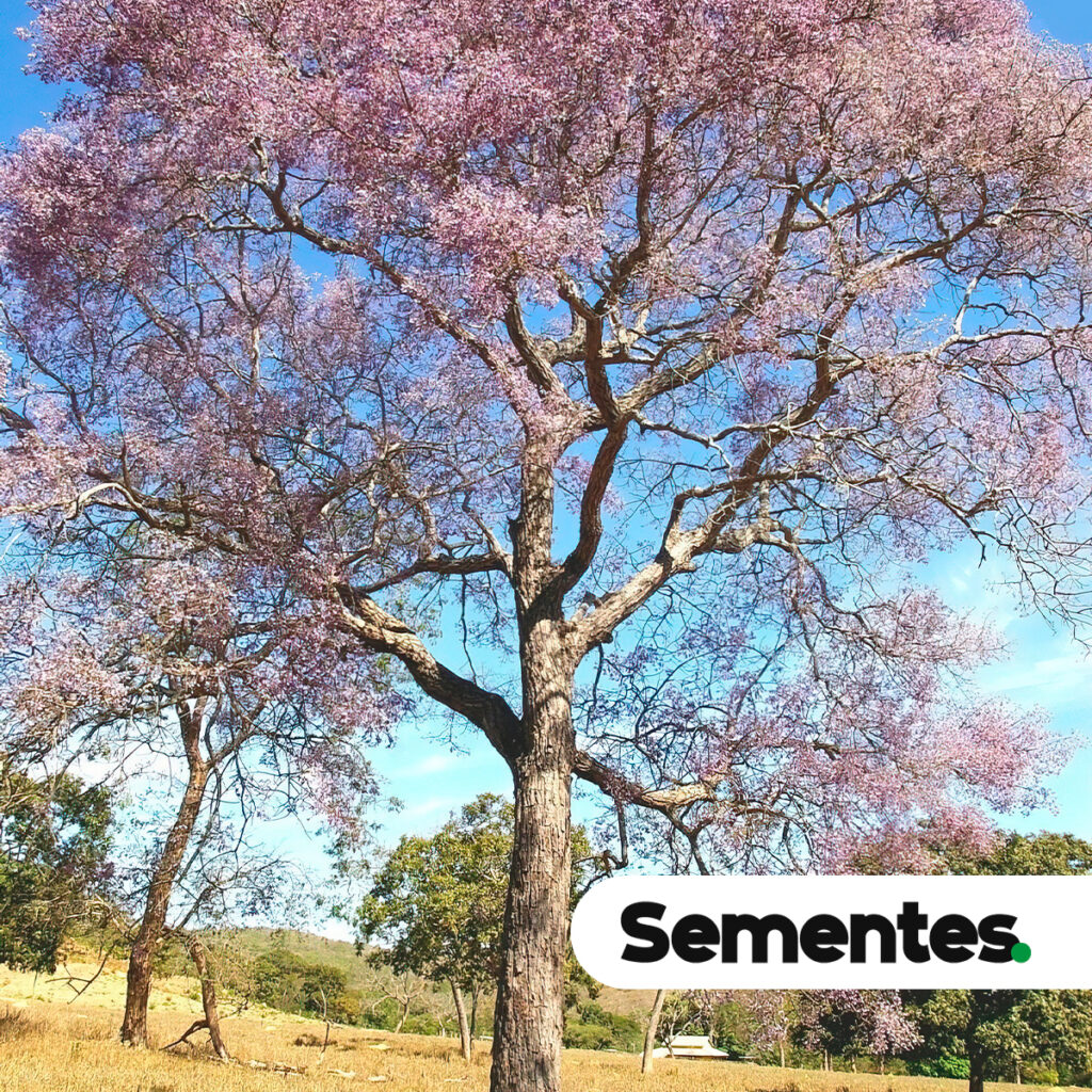 Sementes de Angelim Amargoso - Vatairea macrocarpa - Sementes Nativas