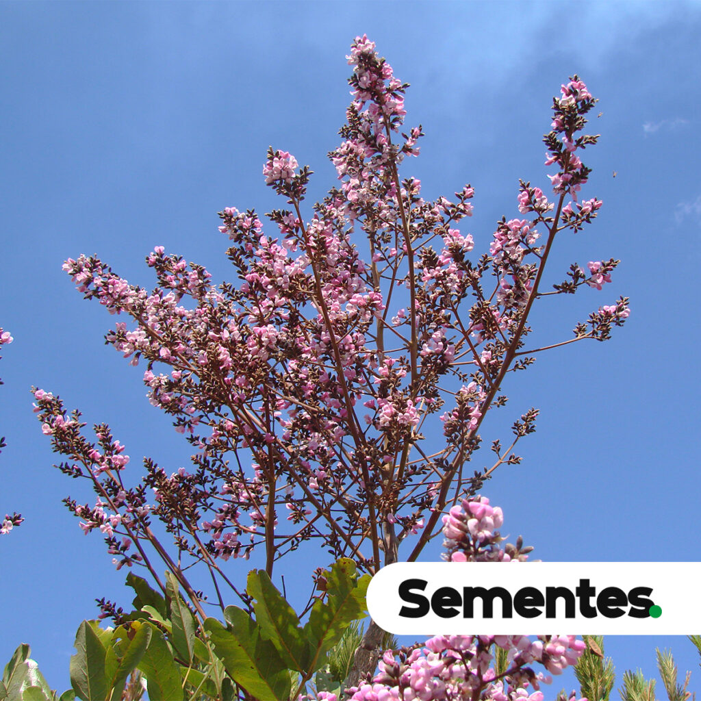 Sementes de Angelim Amargoso - Vatairea macrocarpa - Sementes Nativas