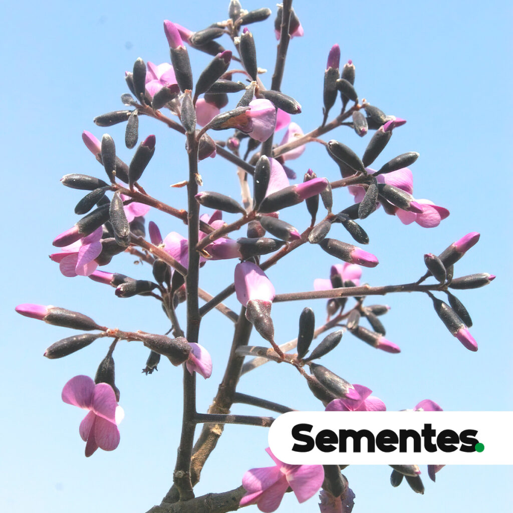 Sementes de Angelim Amargoso - Vatairea macrocarpa - Sementes Nativas