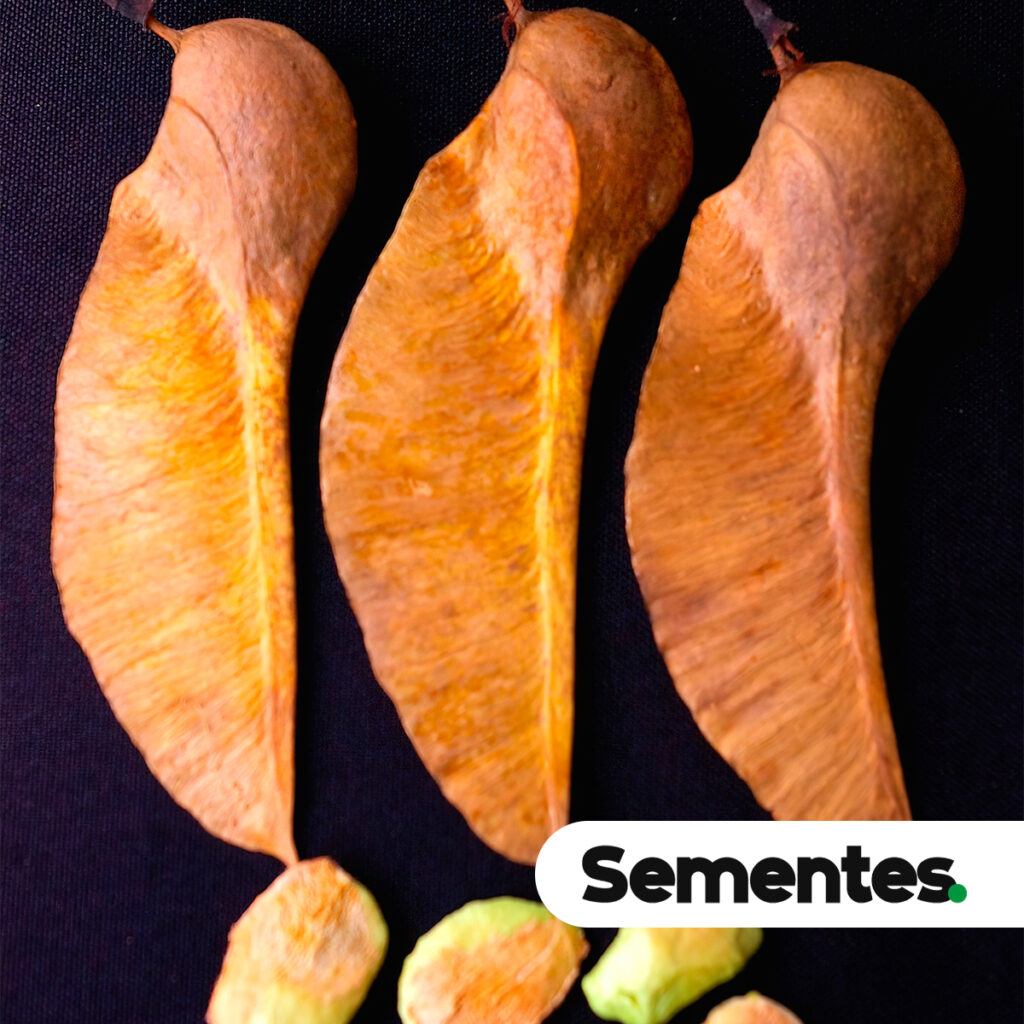 Sementes de Angelim Amargoso - Vatairea macrocarpa - Sementes Nativas