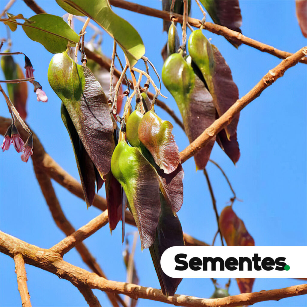 Sementes de Angelim Amargoso - Vatairea macrocarpa - Sementes Nativas