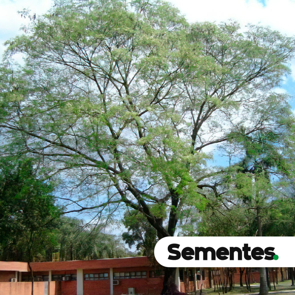 Sementes de Angico - Anadenanthera colubrina - Sementes Nativas