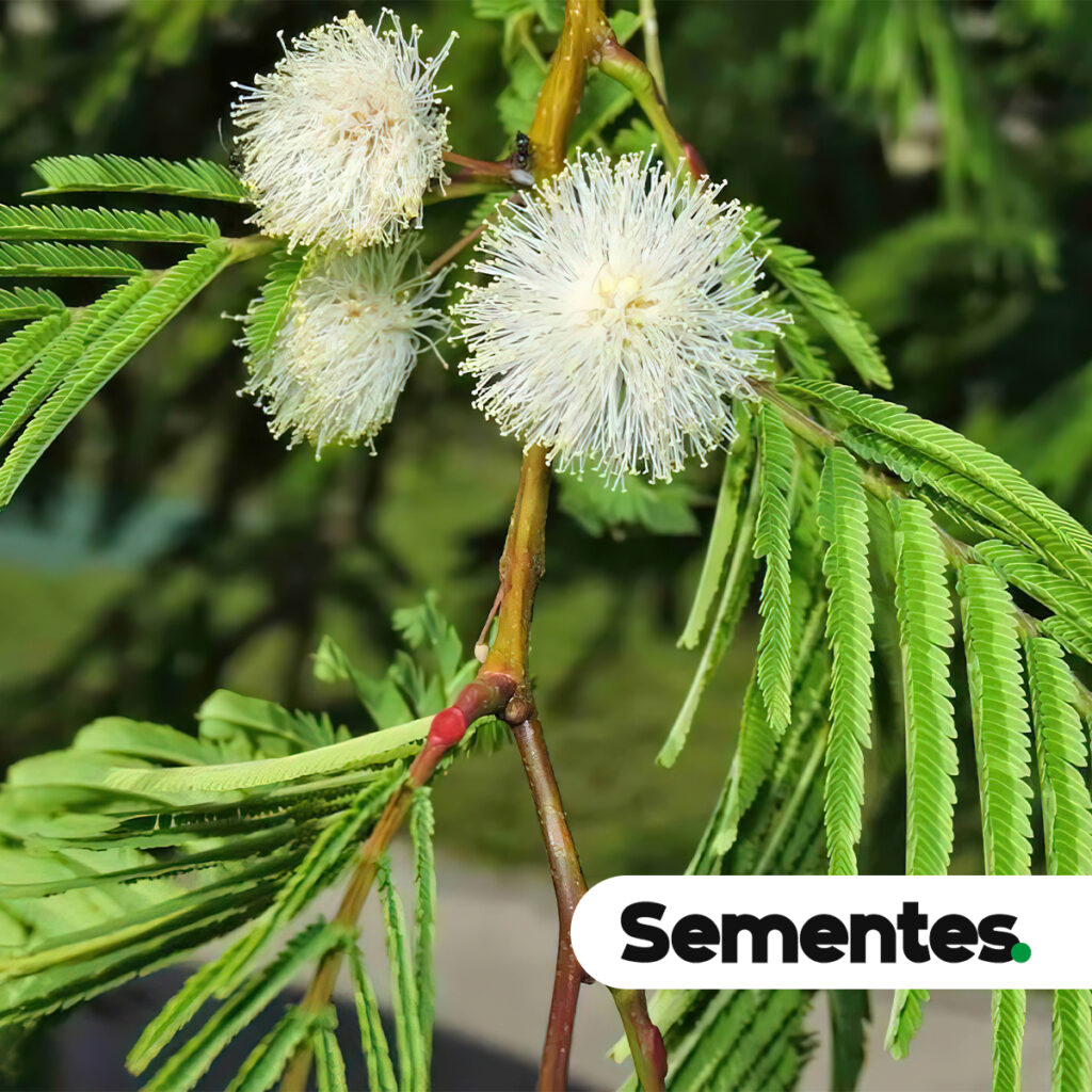 Sementes de Angico - Anadenanthera colubrina - Sementes Nativas