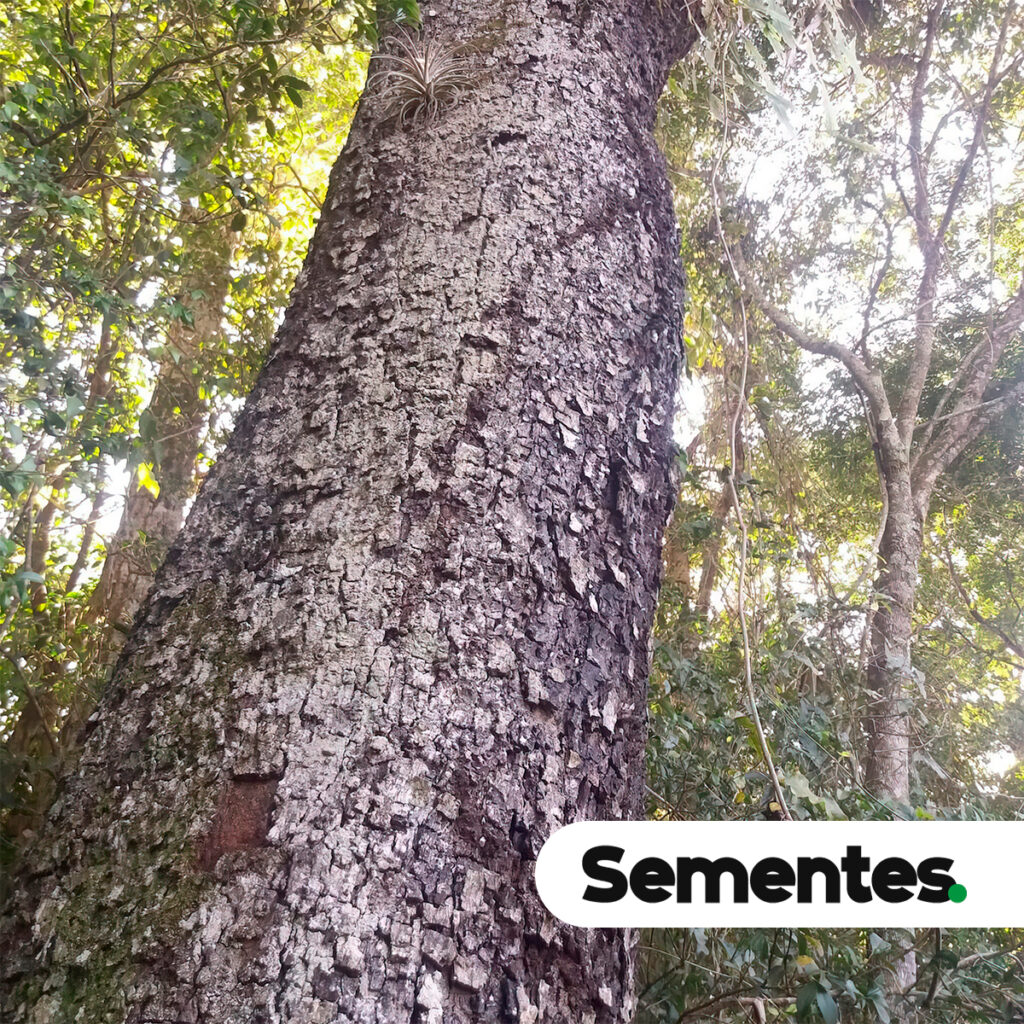 Sementes de Angico - Anadenanthera colubrina - Sementes Nativas