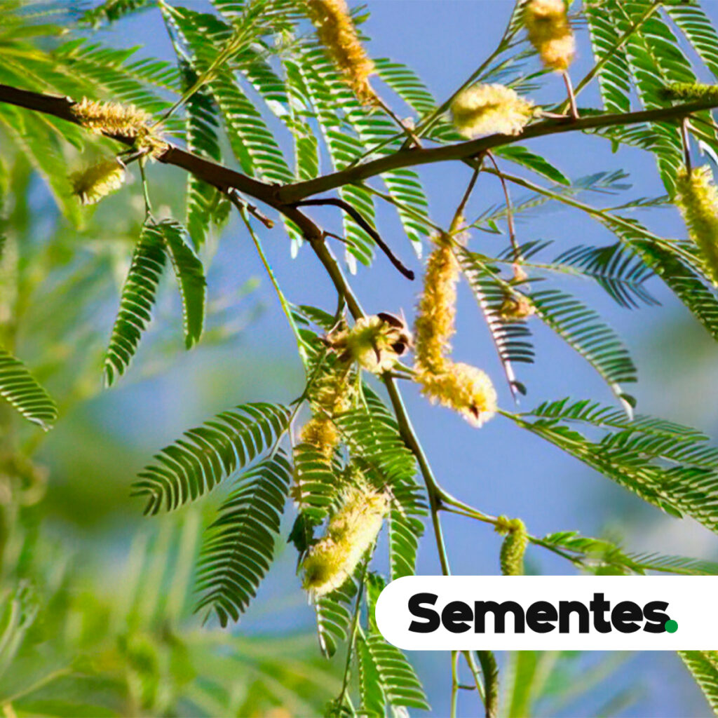 Sementes de Angico - Anadenanthera colubrina - Sementes Nativas