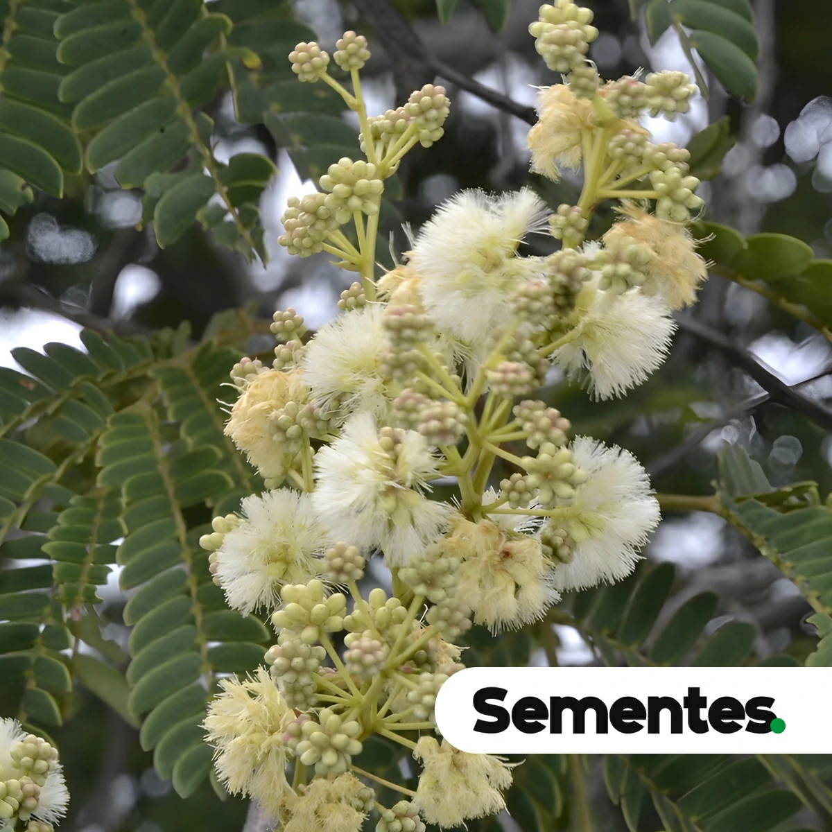 Sementes de Angico Branco - Senegalia polyphylla - Sementes Nativas