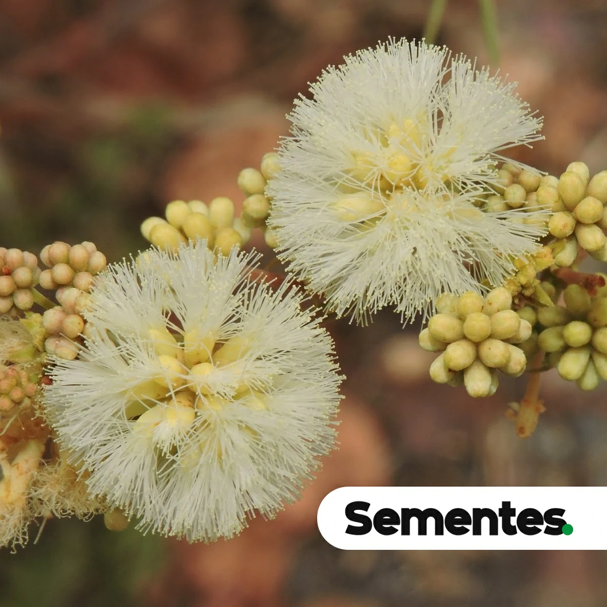 Sementes de Angico Branco - Senegalia polyphylla - Sementes Nativas