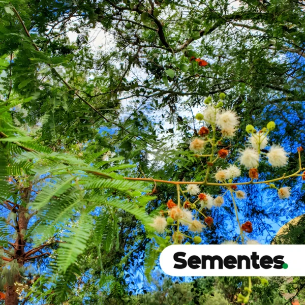 Sementes de Angico Branco - Senegalia polyphylla - Sementes Nativas