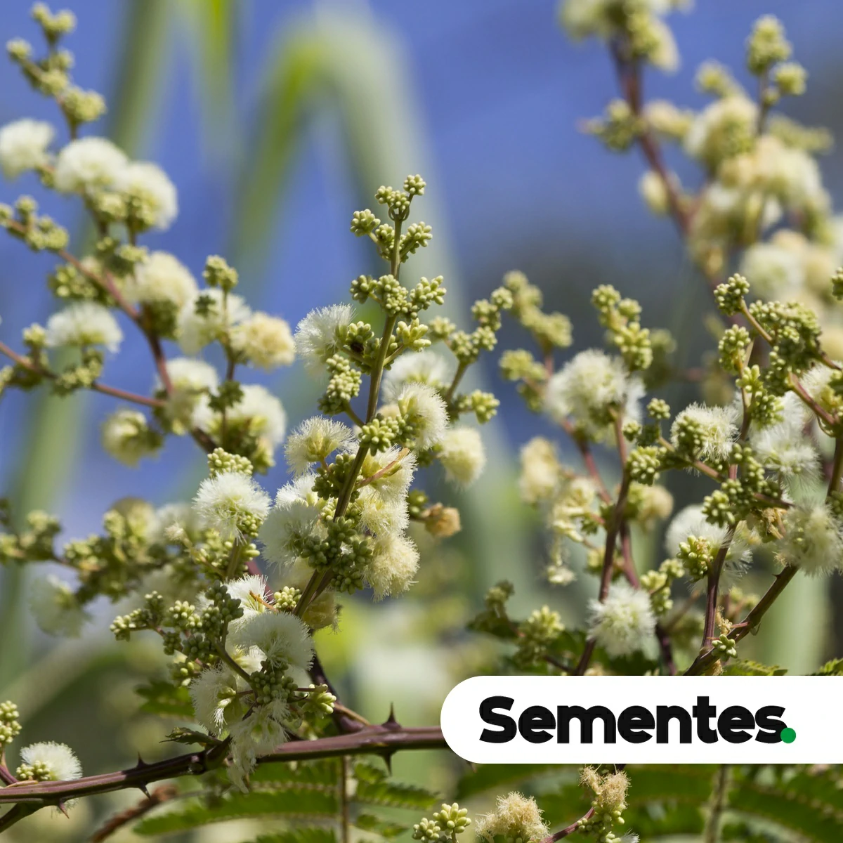 Sementes de Angico Branco - Senegalia polyphylla - Sementes Nativas