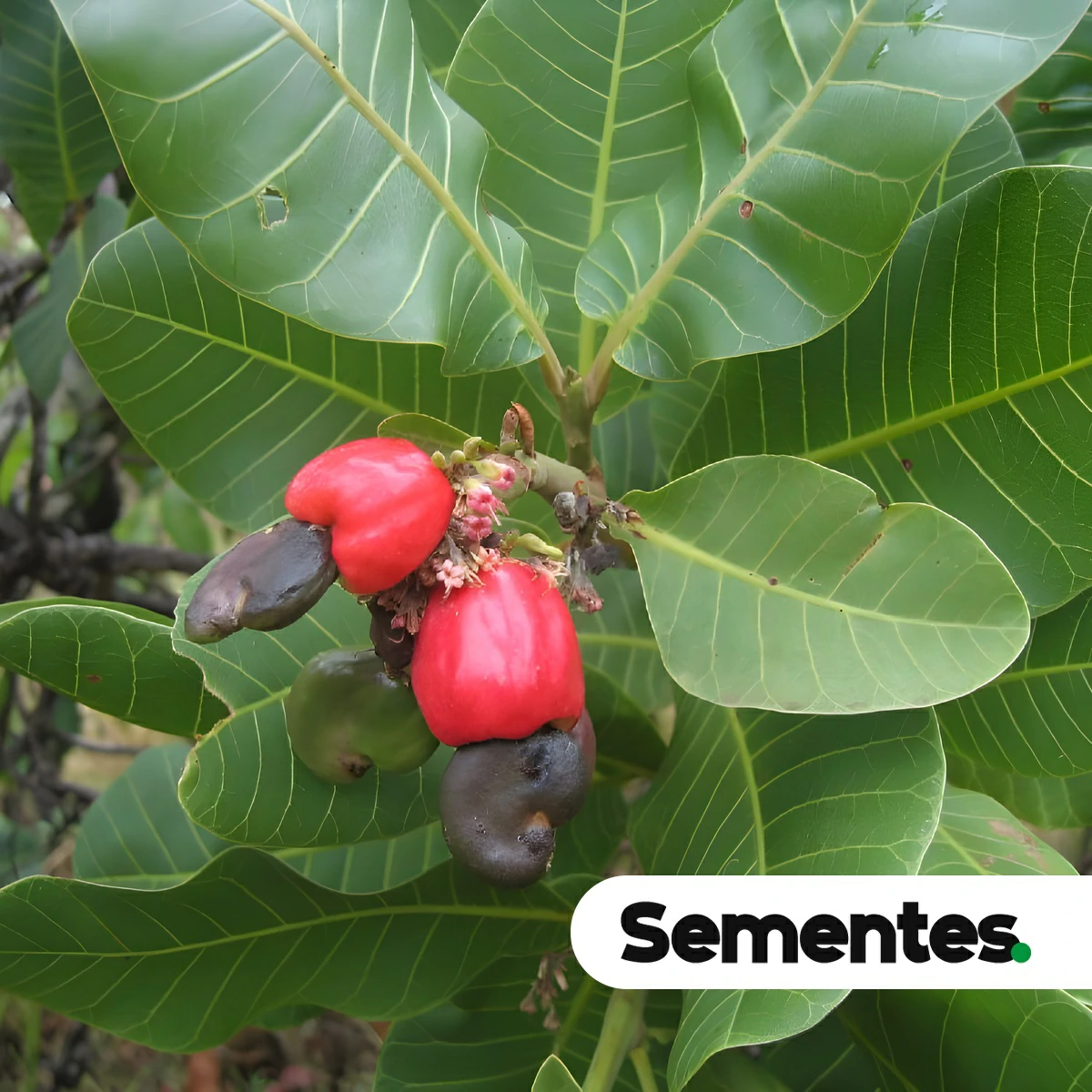 Sementes de Cajuí - Anacardium humile - Sementes Nativas