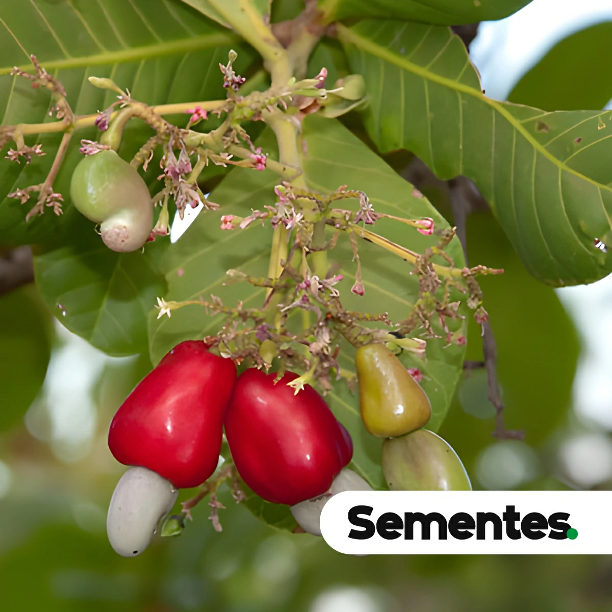 Sementes de Cajuí - Anacardium humile - Sementes Nativas