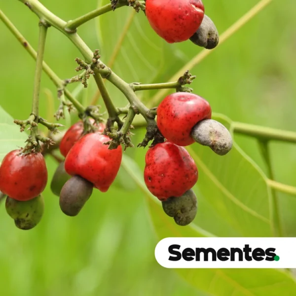 Sementes de Cajuí - Anacardium humile - Sementes Nativas