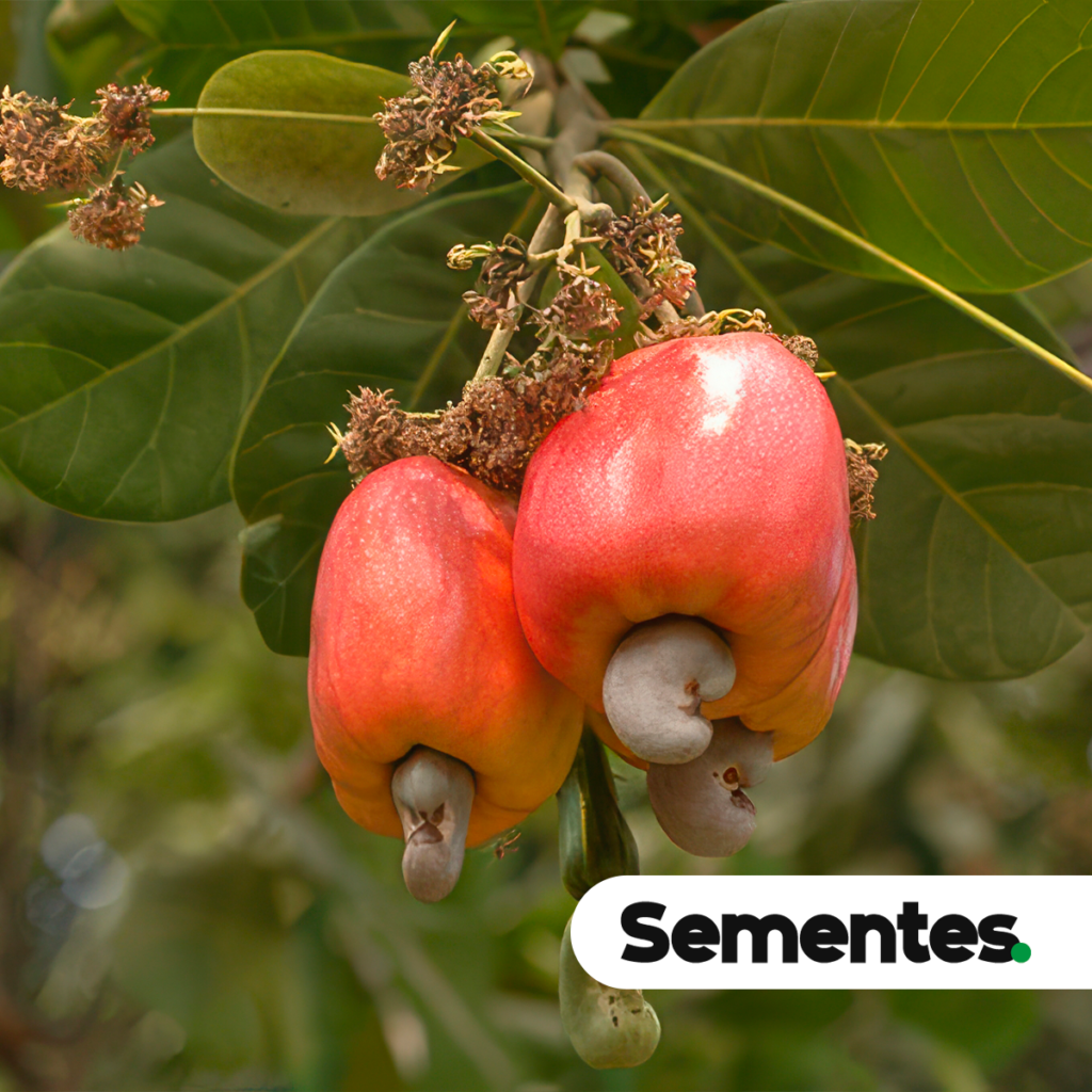 Sementes de Caju - Anacardium occidentale - Sementes Nativas
