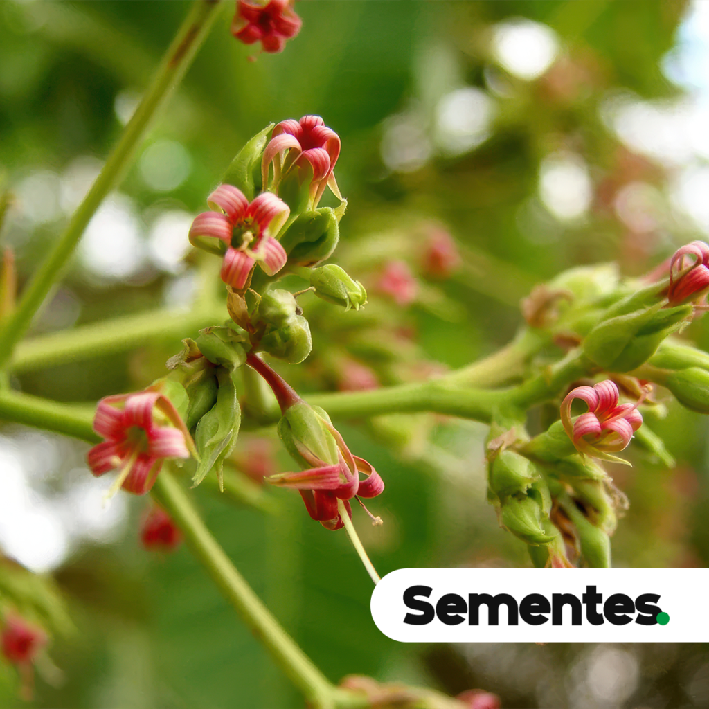 Sementes de Caju - Anacardium occidentale - Sementes Nativas