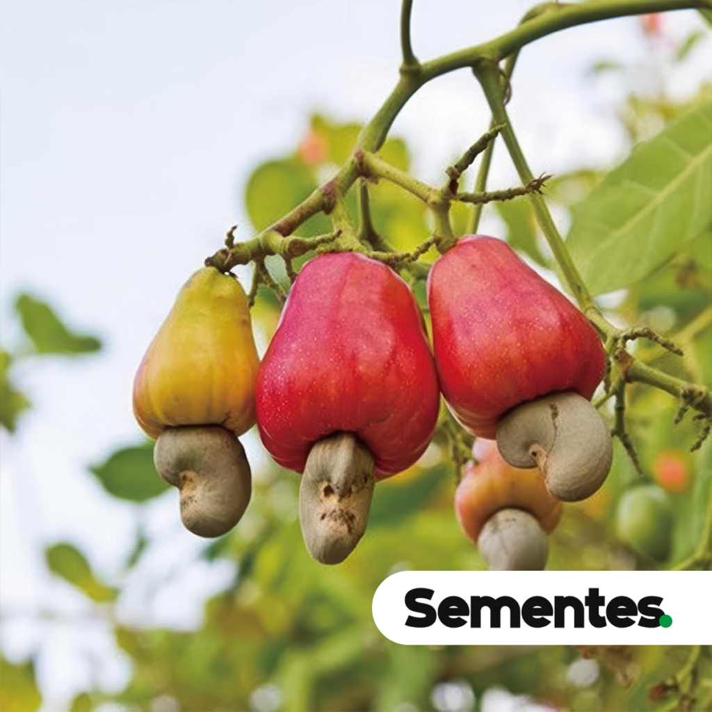 Sementes de Caju - Anacardium occidentale - Sementes Nativas