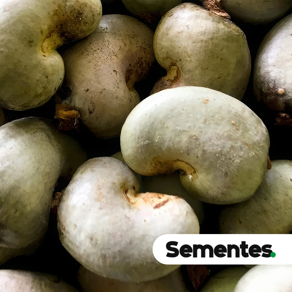 Sementes de Caju - Anacardium occidentale - Sementes Nativas