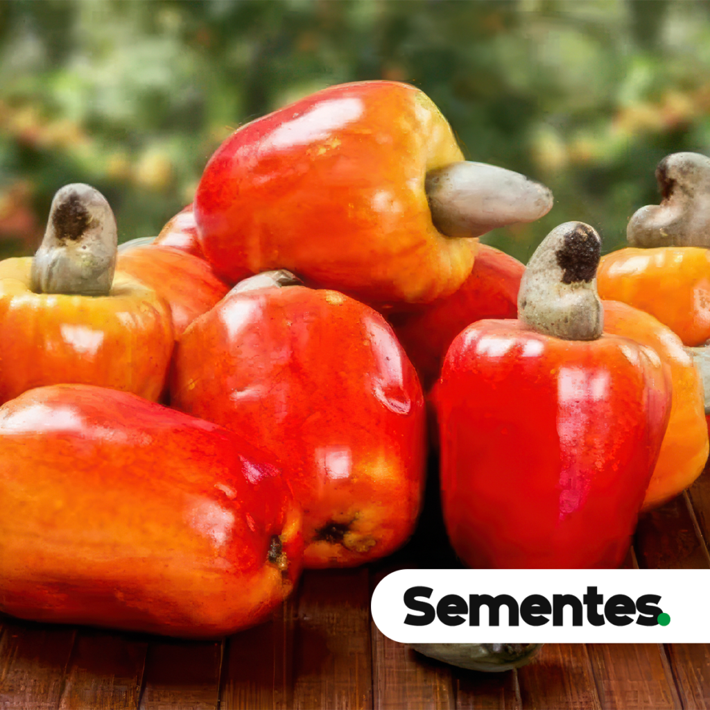 Sementes de Caju - Anacardium occidentale - Sementes Nativas