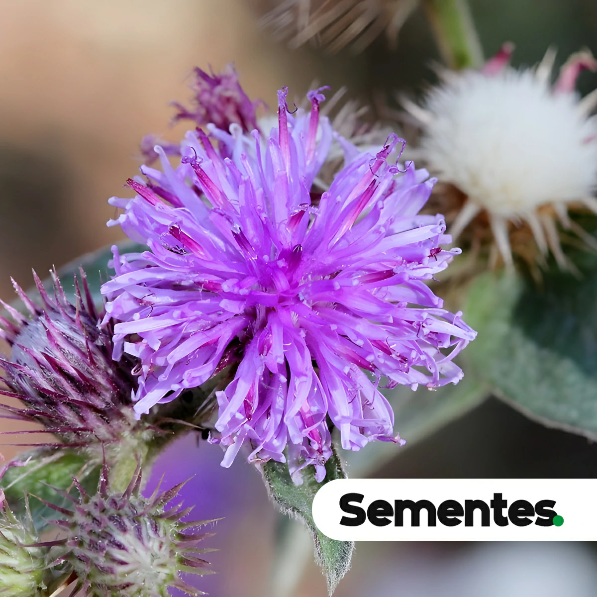 Sementes de Amargoso - Lepidaploa aurea - Sementes Nativas