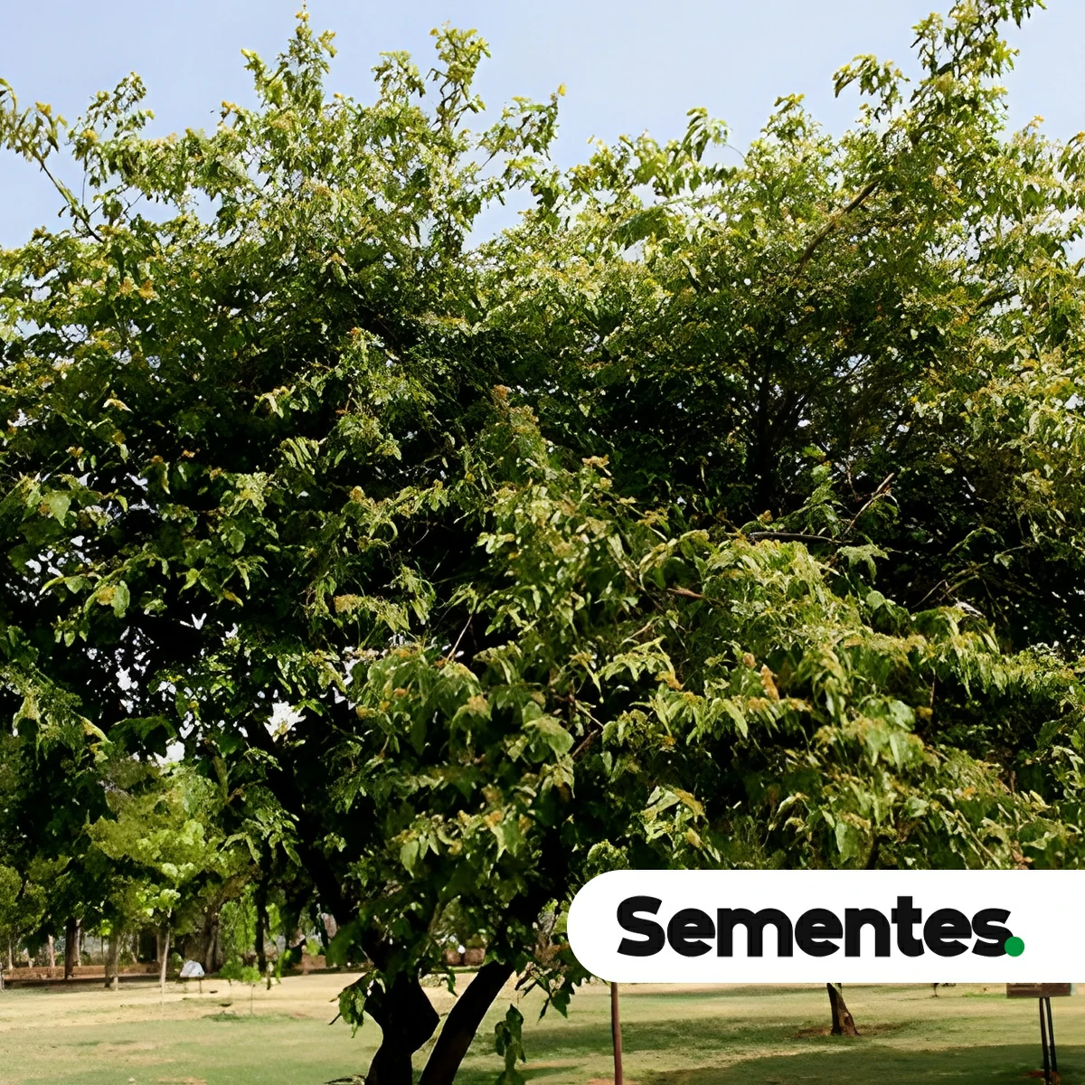 Sementes de Mutamba - Guazuma ulmifolia - Sementes Nativas