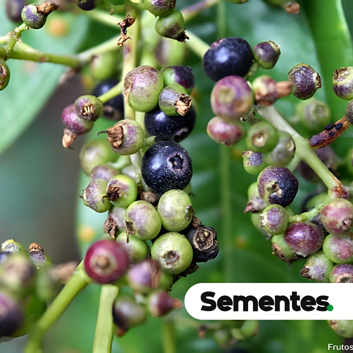 Sementes de Pixirica branca - Miconia chamissois - Sementes Nativas