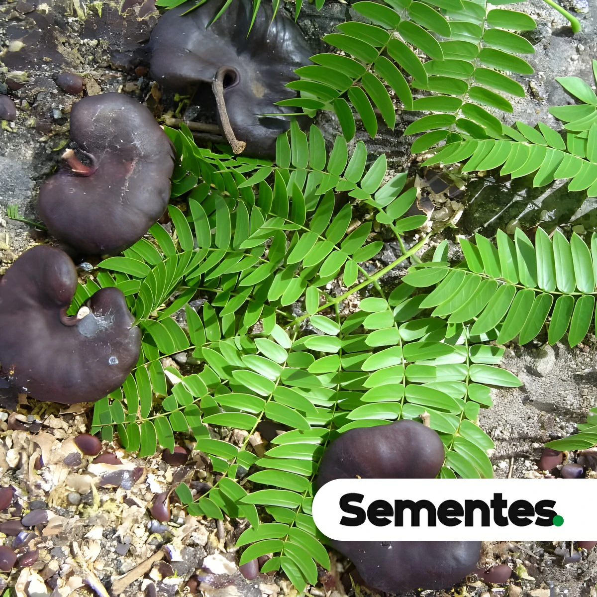 Sementes de Tamboril - Enterolobium contortisiliquum - Sementes Nativas