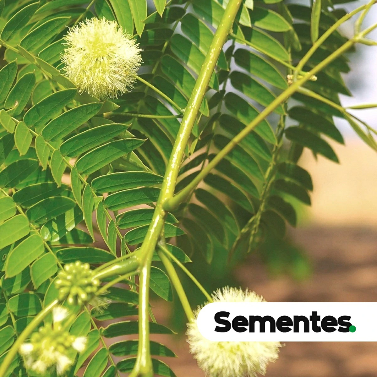 Sementes de Tamboril - Enterolobium contortisiliquum - Sementes Nativas