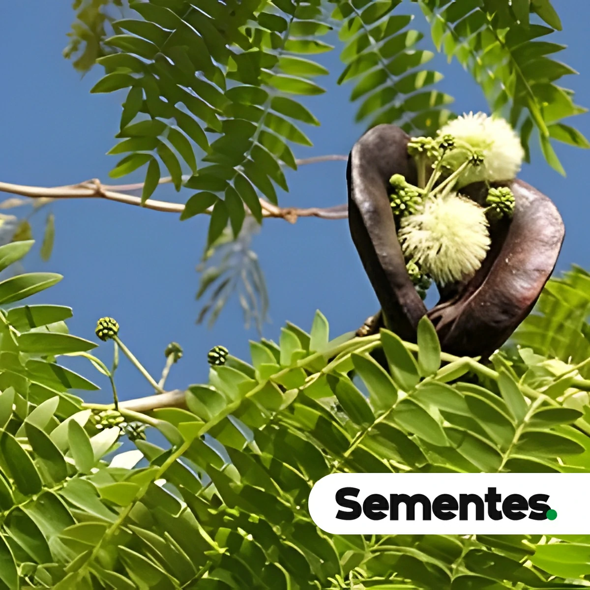 Sementes de Tamboril - Enterolobium contortisiliquum - Sementes Nativas