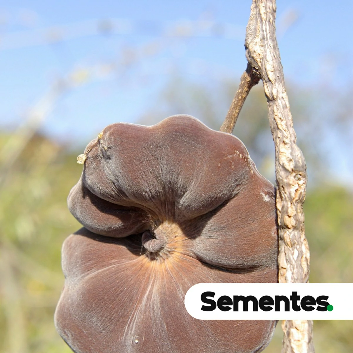Sementes de Tamboril do cerrado - Enterolobium gummiferum - Sementes ...