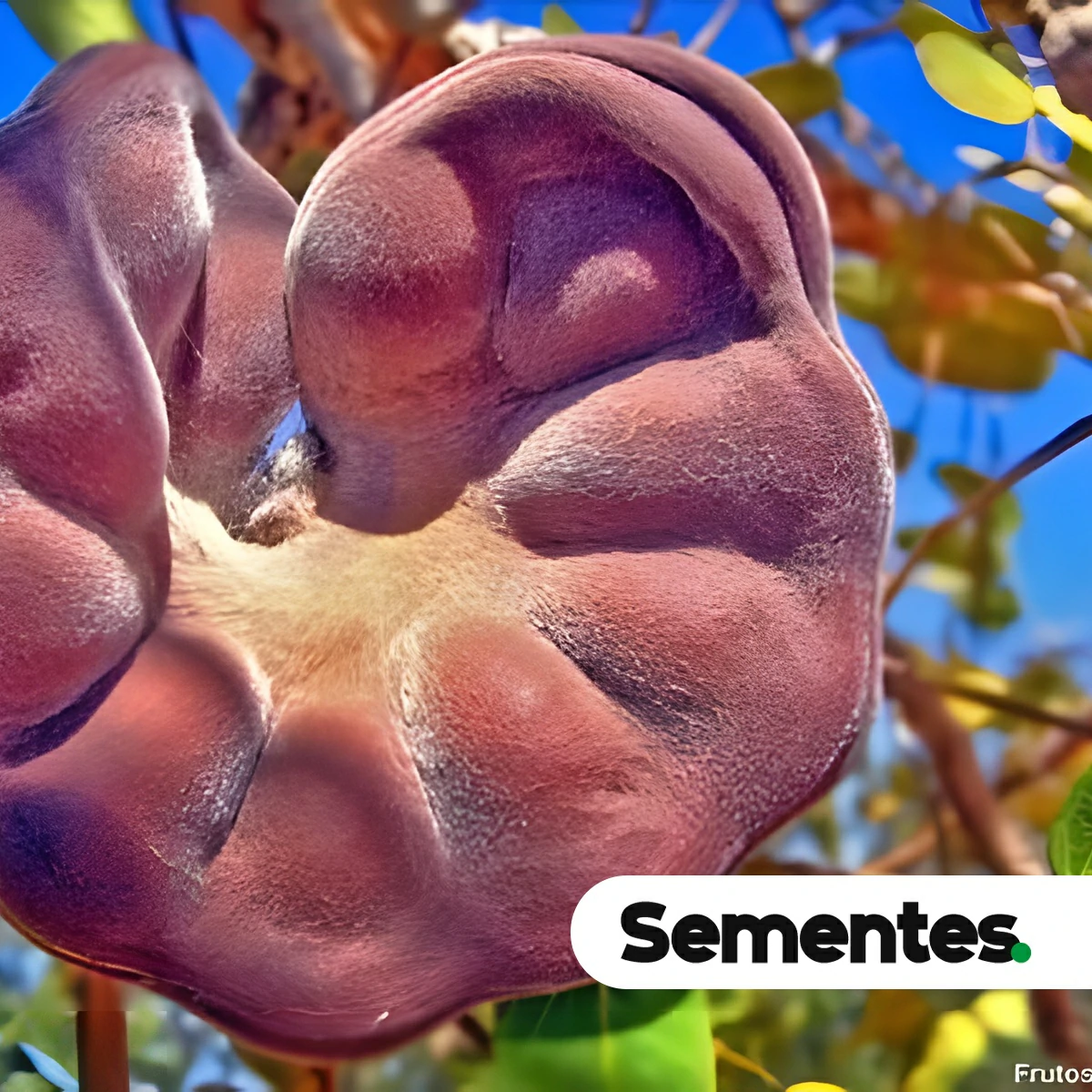 Sementes de Tamboril do cerrado - Enterolobium gummiferum - Sementes ...