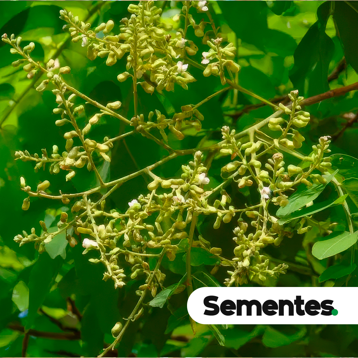 Sementes de Baru - Dipteryx alata - Sementes Nativas
