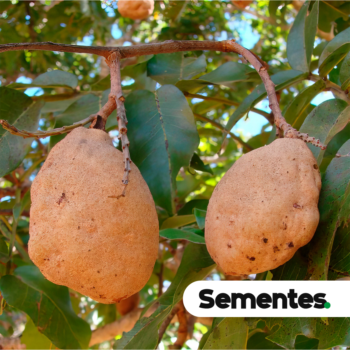 Sementes de Baru - Dipteryx alata - Sementes Nativas