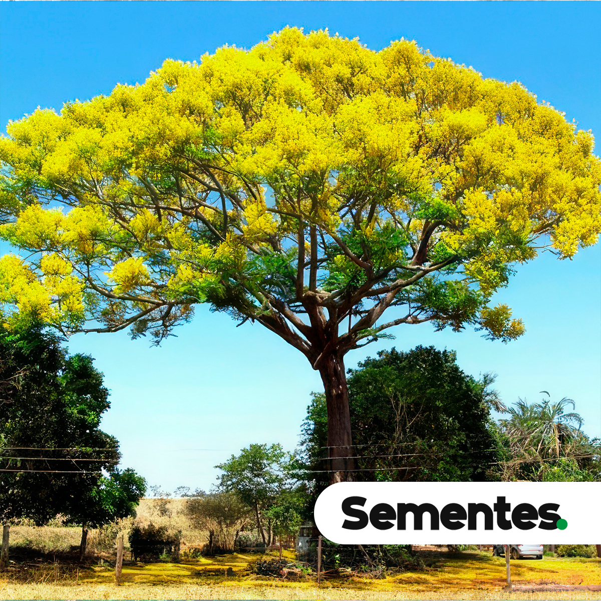 Sementes de Guapuruvu - Schizolobium parahyba - Sementes Nativas