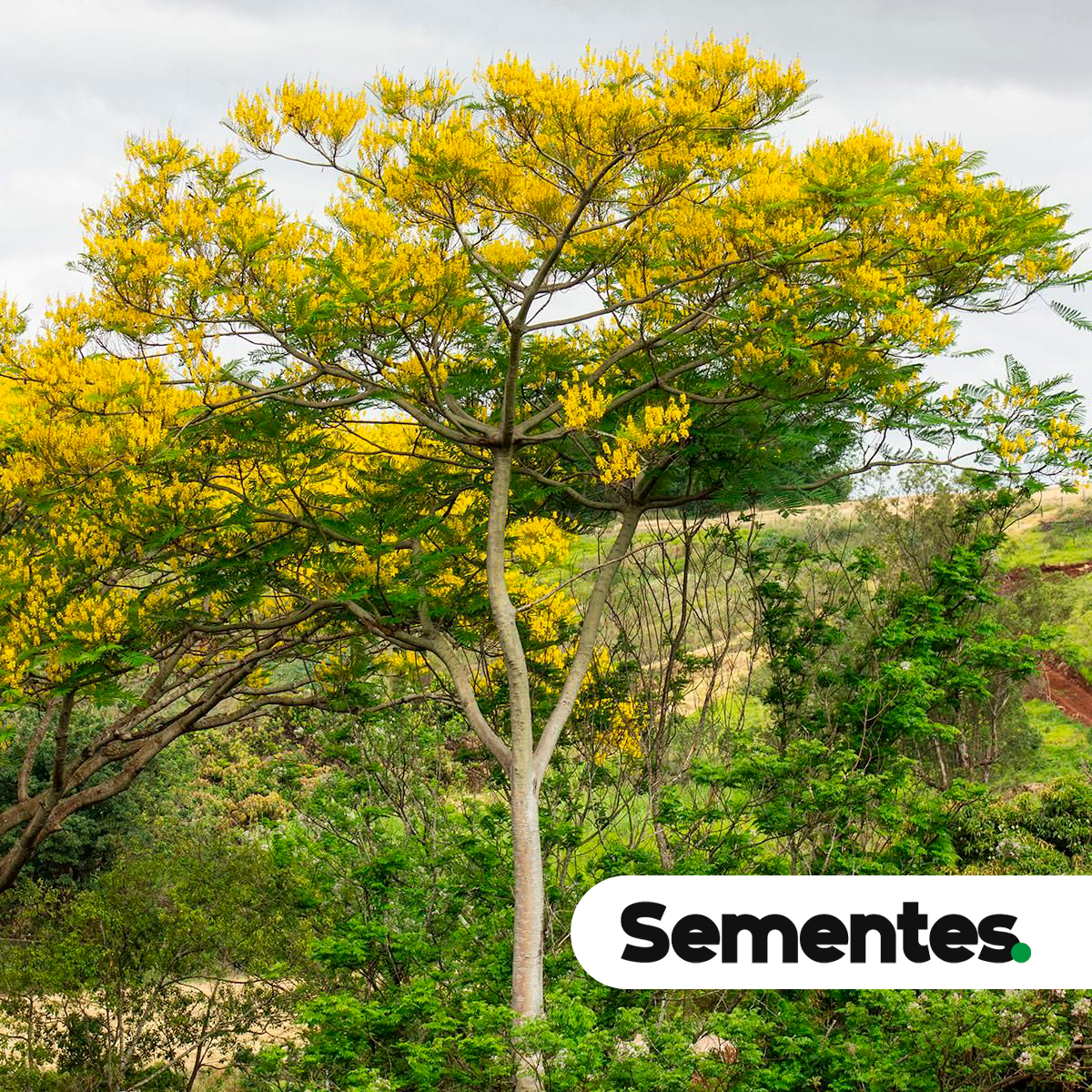 Sementes de Guapuruvu - Schizolobium parahyba - Sementes Nativas