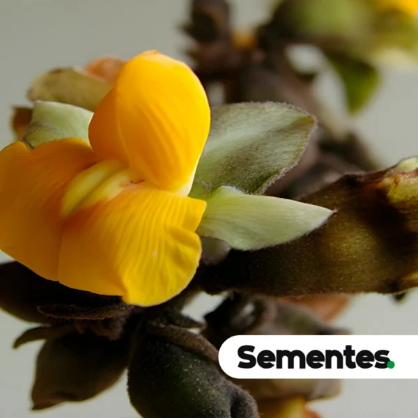 Sementes de Araribá – Centrolobium tomentosum - Sementes Nativas