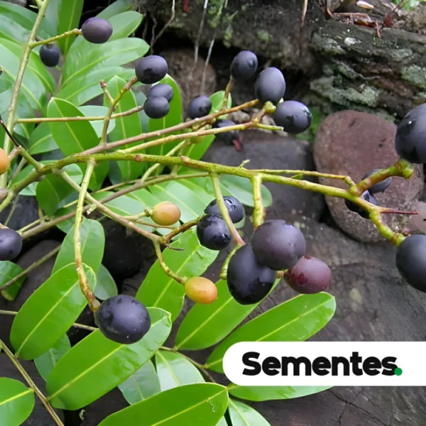Sementes de Caixeta – Simarouba amara - Sementes Nativas