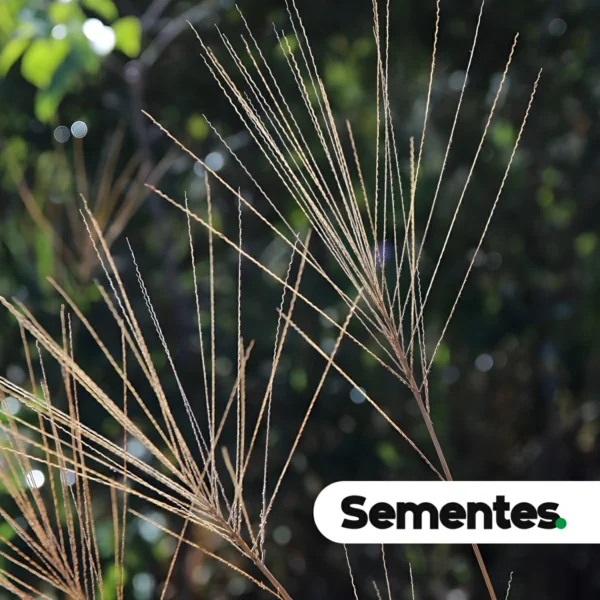 Sementes de Colonião grande – Axonopus pressus - Sementes Nativas