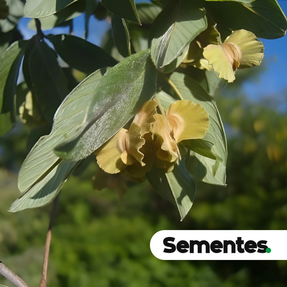 Sementes de Mussambé - Terminalia fagifolia - Sementes Nativas